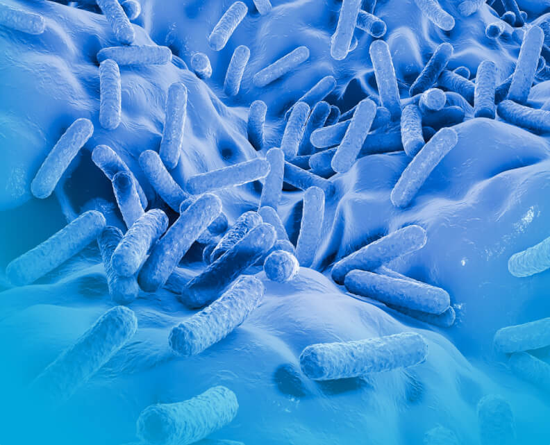 Normaflore gyógyszerek a bélflóra egyensúlyáért